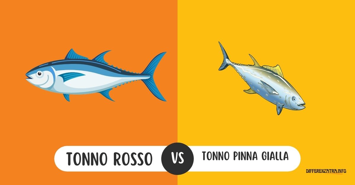 Differenza Tra Tonno Rosso e Pinna Gialla (In Dettaglio)