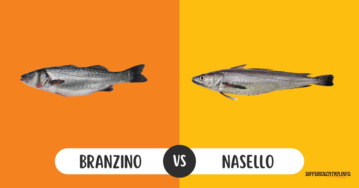 Differenza tra Branzino e Nasello (Cosa Cambia?)