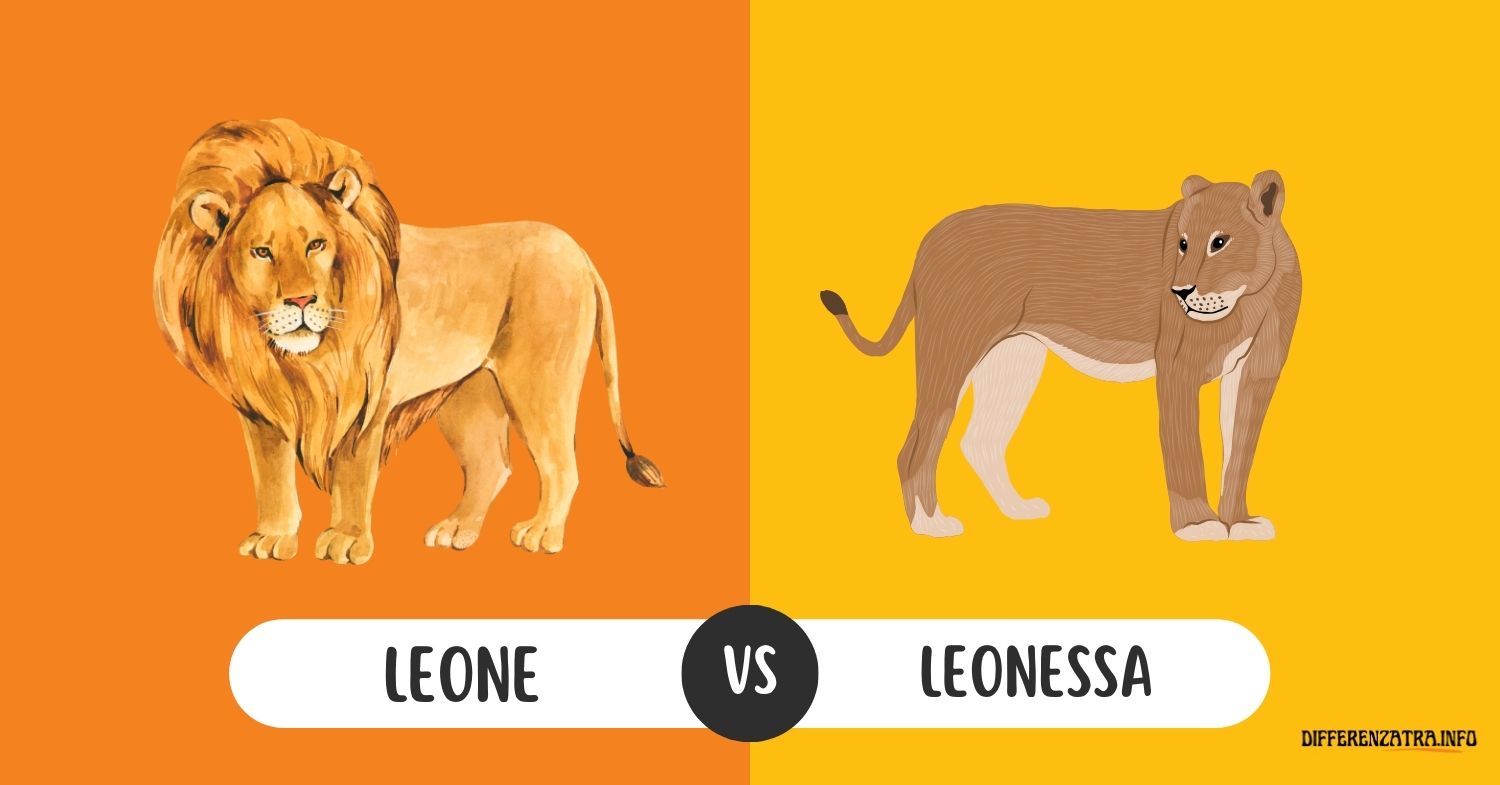 Differenza tra Leone e Leonessa ( Caratteristiche Fisiche, Ruoli)
